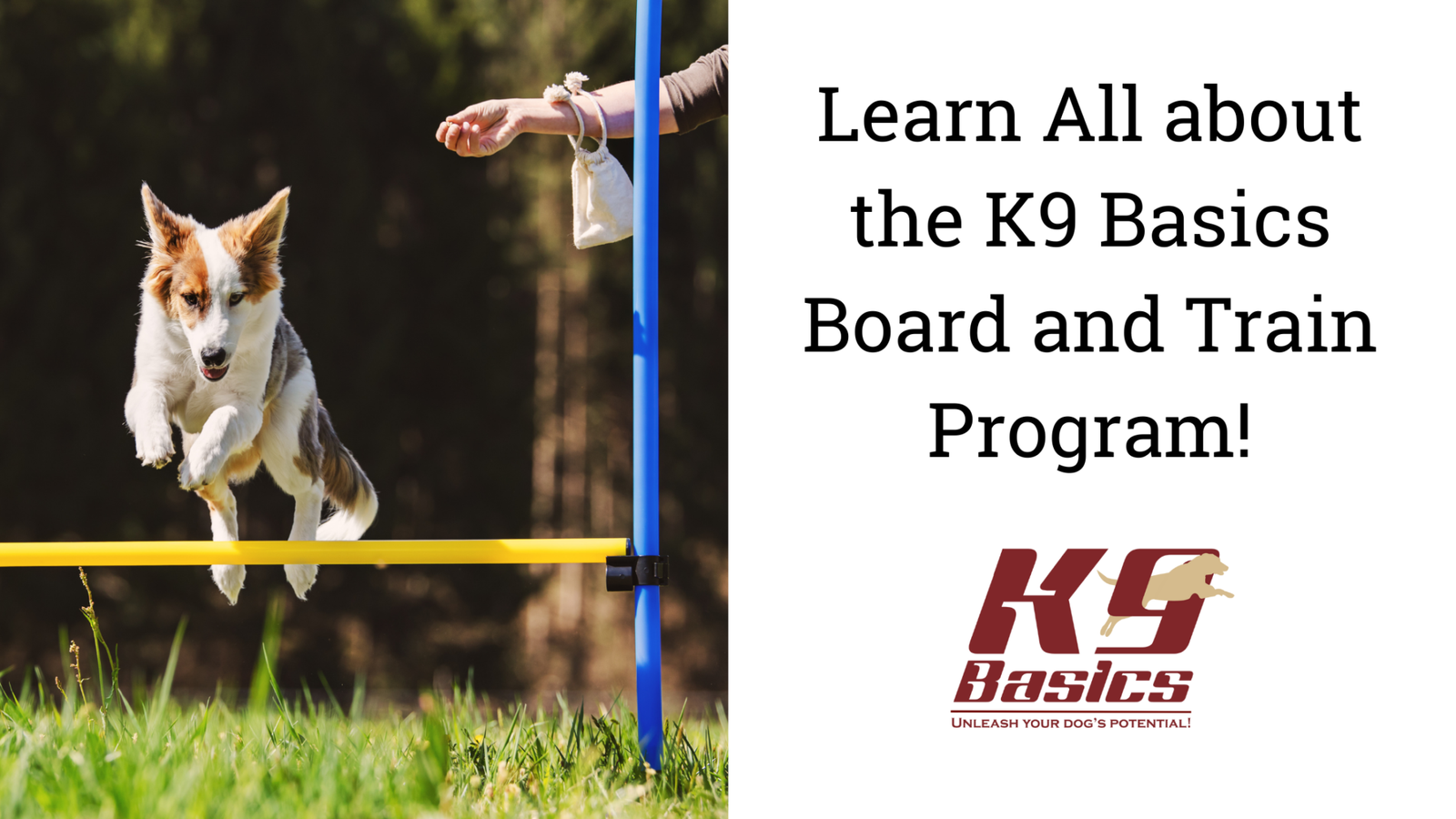 Learn All about the K9 Basics Board and Train Program - K9Basics