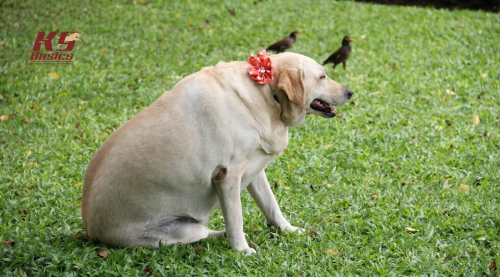 6 Ways Lack of Training Can Impact Your Dog's Health