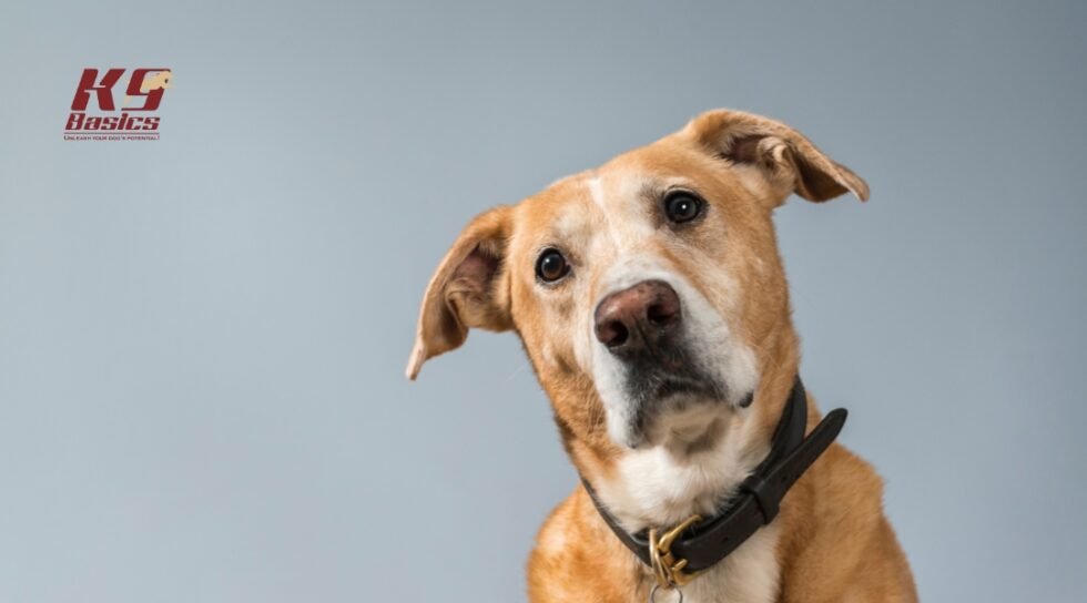 K9 Basics' Guide to Reading Your Dog's Body Language