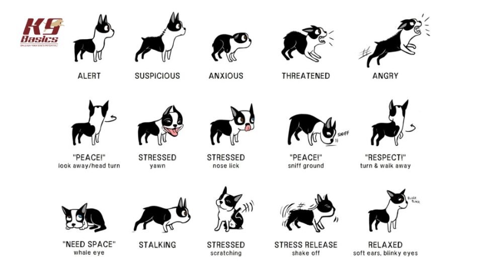K9 Basics' Guide to Reading Your Dog's Body Language