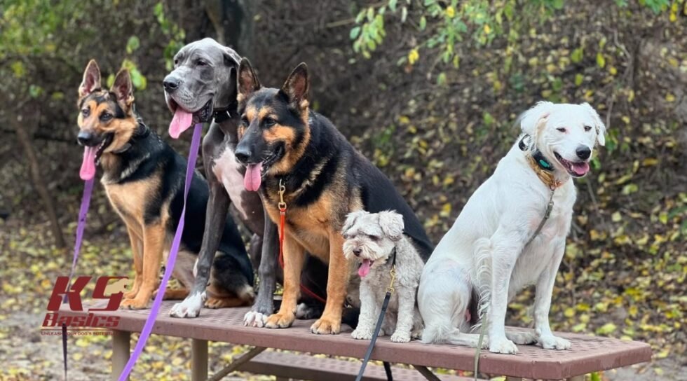 Dog Training Techniques in Marlton, NJ | K9 Basics