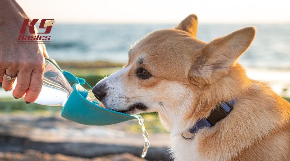 How Does K9 Basics Keep Dogs Safe During Scorching Hot Days?