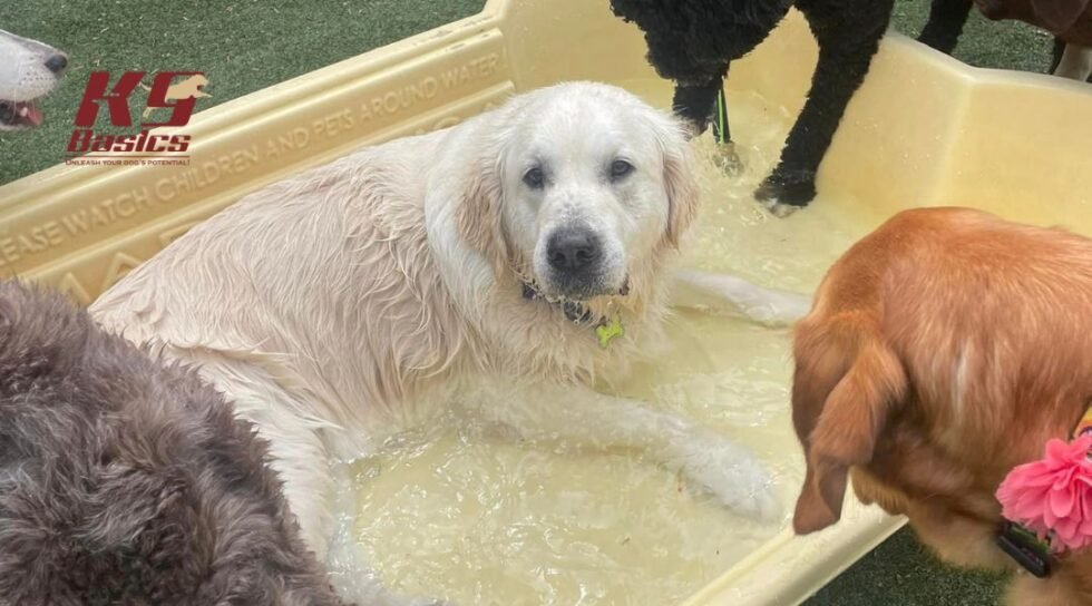 How Does K9 Basics Keep Dogs Safe During Scorching Hot Days?