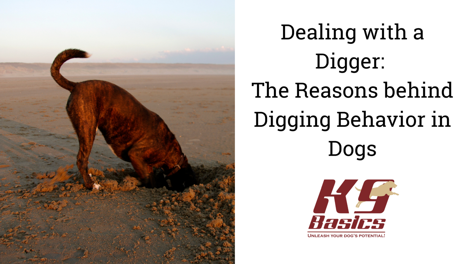 The Reasons Behind Digging Behavior in Dogs | K9 Basics