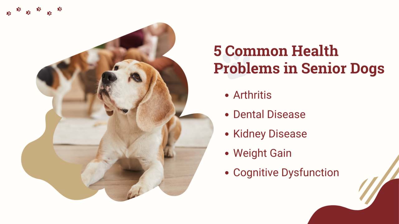 Supporting Your Senior Dog's Changing Needs
