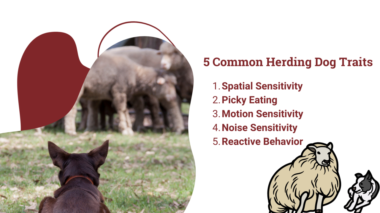 The Basics of Herding Dog Training: Instincts and Techniques
