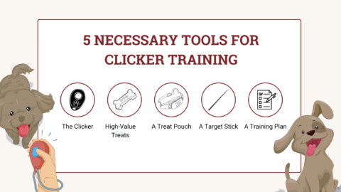 Clicker Training 101: Using Sound to Shape Dog Behavior