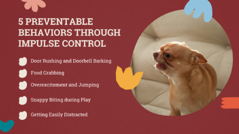 Impulse Control Training: Teaching Your Dog Patience and Focus