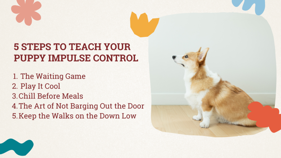 Impulse Control Training: Teaching Your Dog Patience and Focus