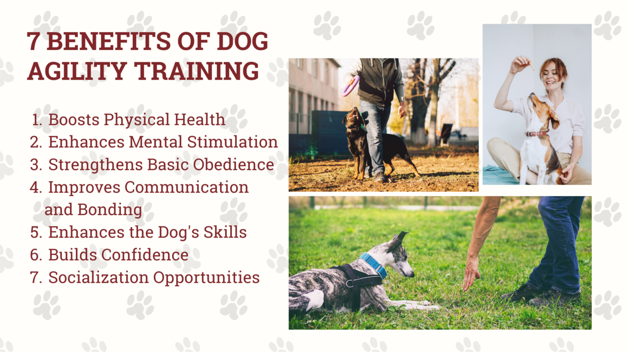 Agility Training for Dogs