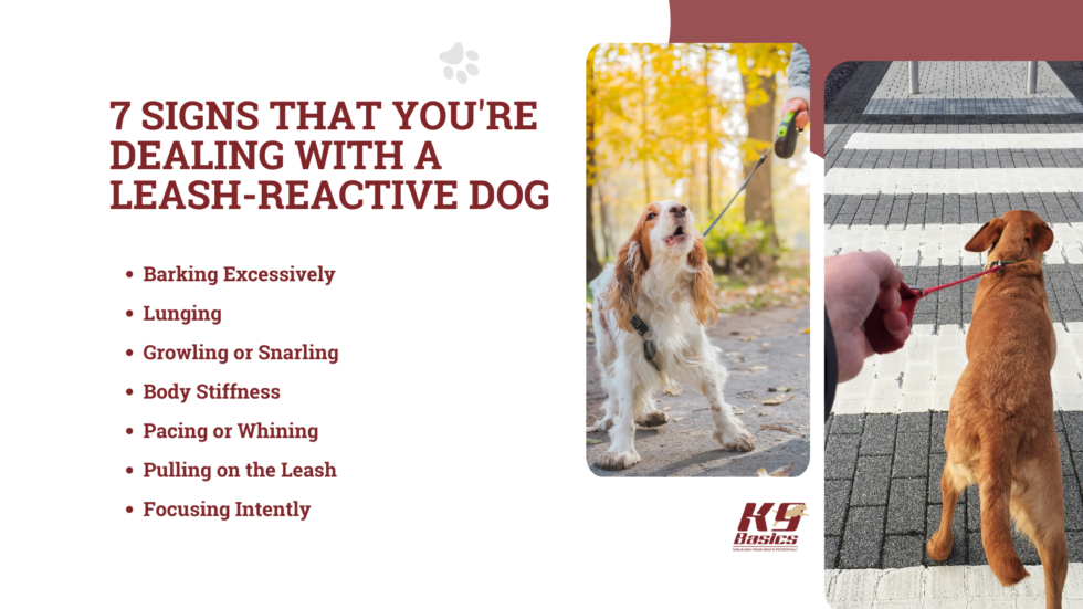 Leash Reactivity in Dogs