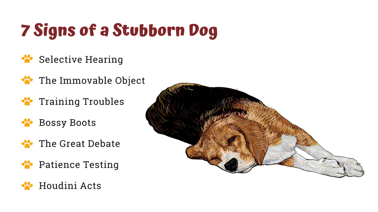 Dealing with Stubbornness in Dogs