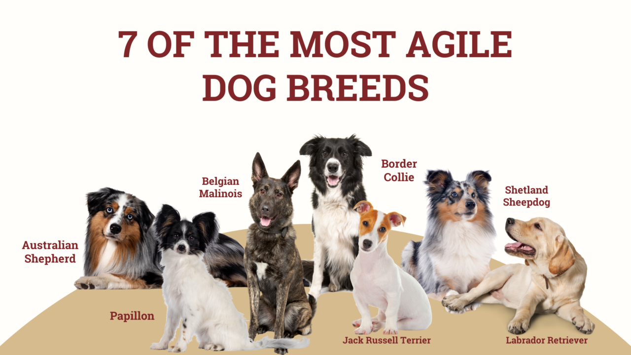 Agility Training for Dogs