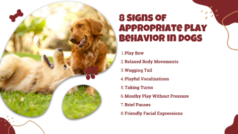 A Guide to Canine Play Behavior