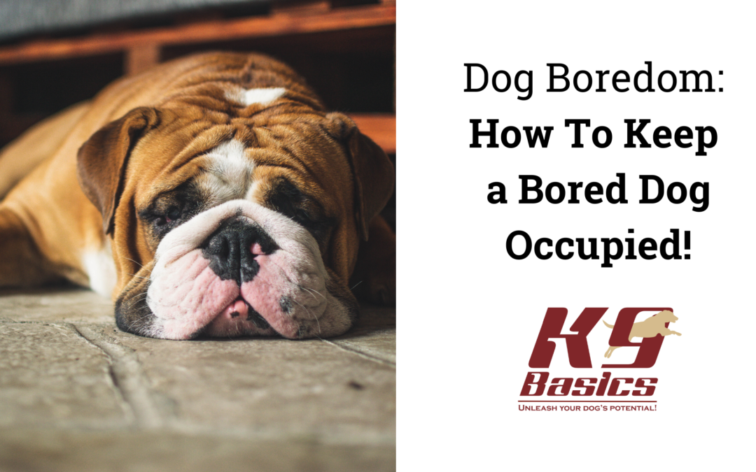 Dog Boredom: How To Keep a Bored Dog Occupied!
