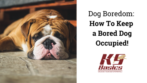 How to Keep a Bored Dog Occupied