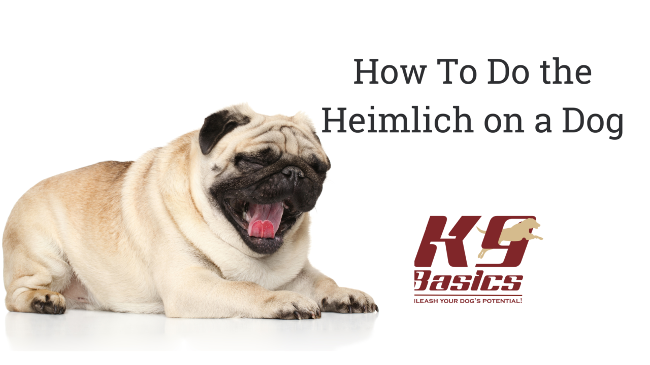 How to Do the Heimlich on a Dog