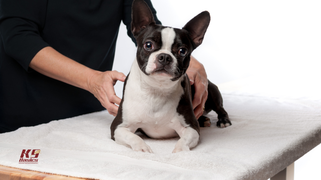 Choosing the Right Dog Chiropractor in New Jersey