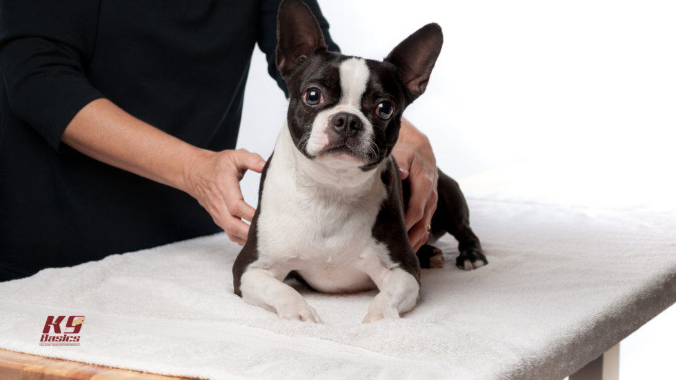 Choosing the Right Dog Chiropractor in New Jersey