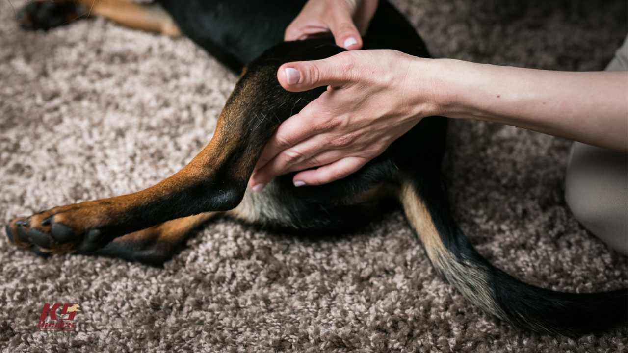 Choosing the Right Dog Chiropractor in New Jersey