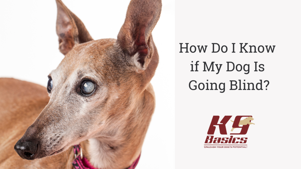 How Do I Know if My Dog is Going Blind?