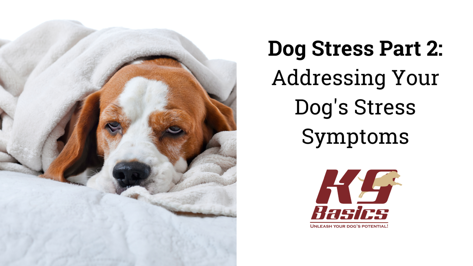 Dog Stress Part 2: Addressing Your Dog's Stress Symptoms!