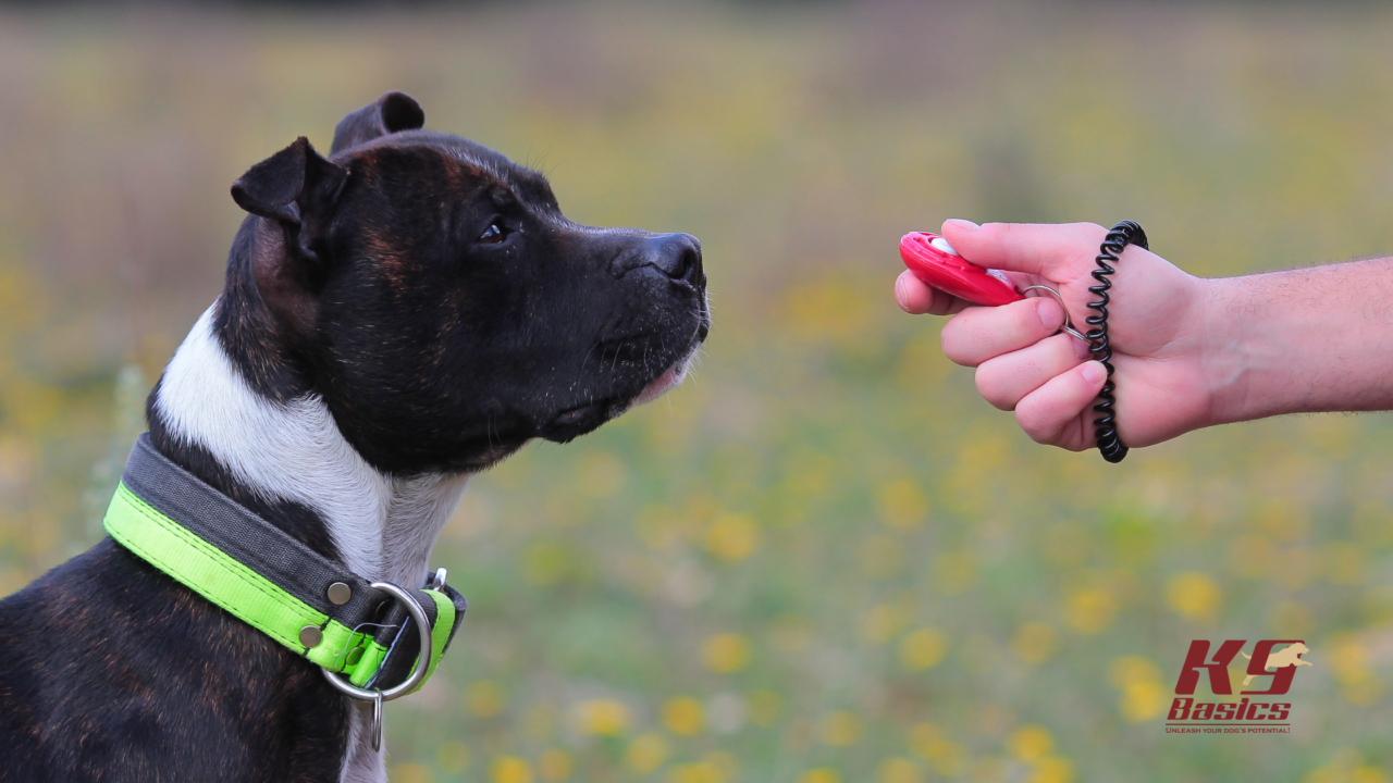 Clicker Training 101: Using Sound to Shape Dog Behavior