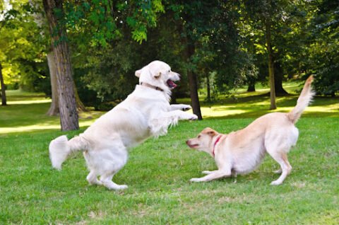 How to Tell if Dogs Like Each Other