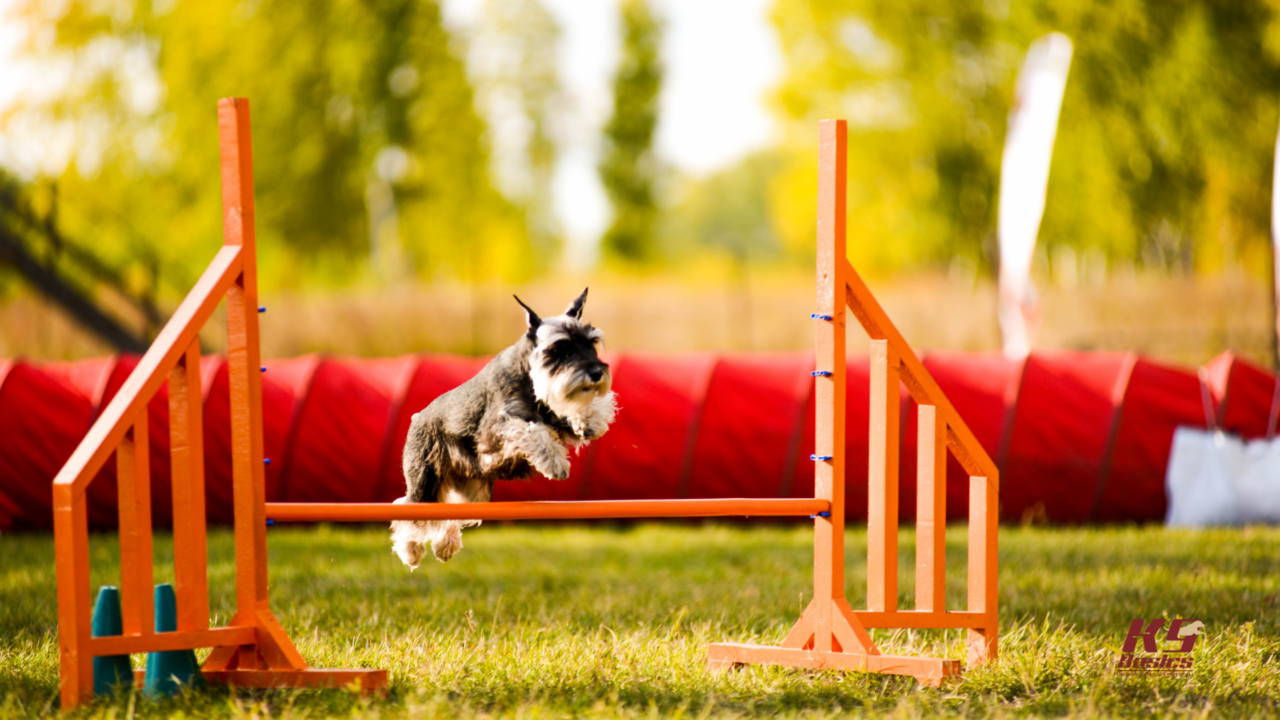 Agility Training for Dogs