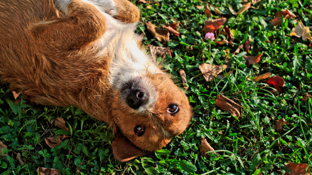 Why Does My Dog Like to Roll Around in the Grass?