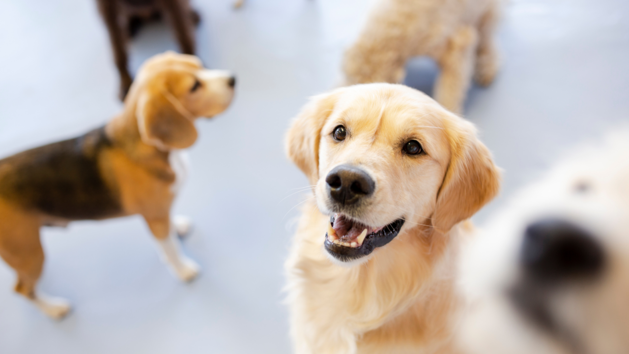 A Guide to Canine Play Behavior