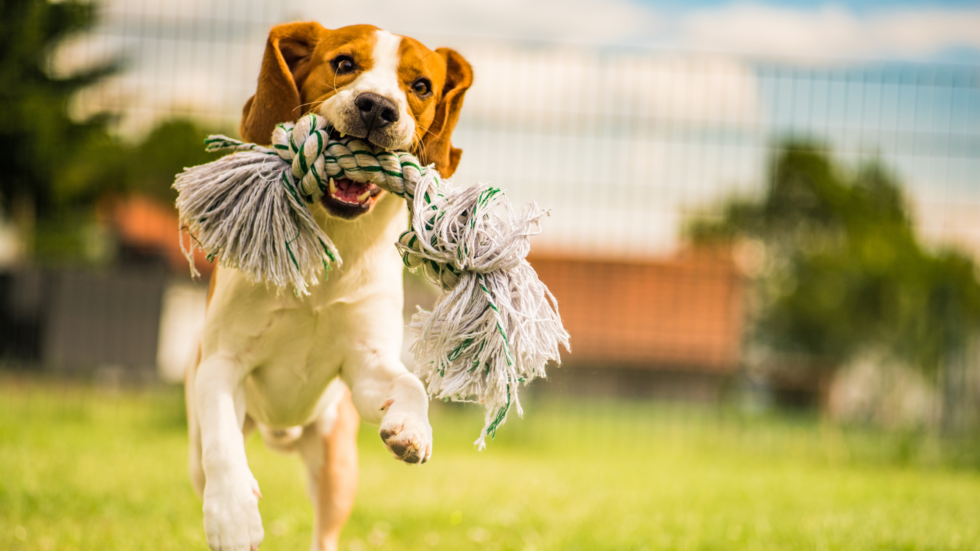 A Guide to Canine Play Behavior