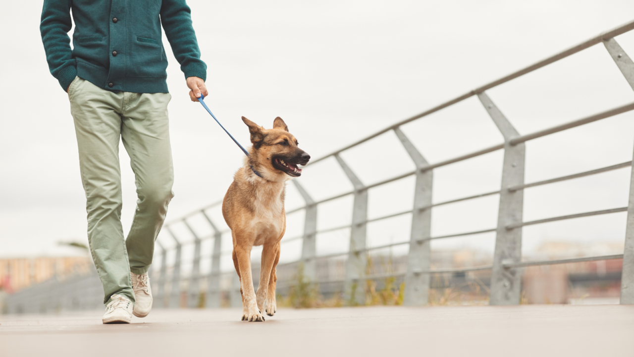 Leash Reactivity in Dogs