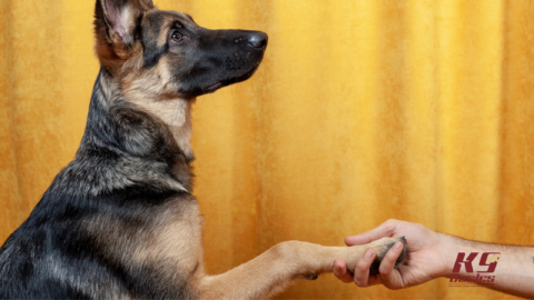 Impulse Control Training: Teaching Your Dog Patience and Focus