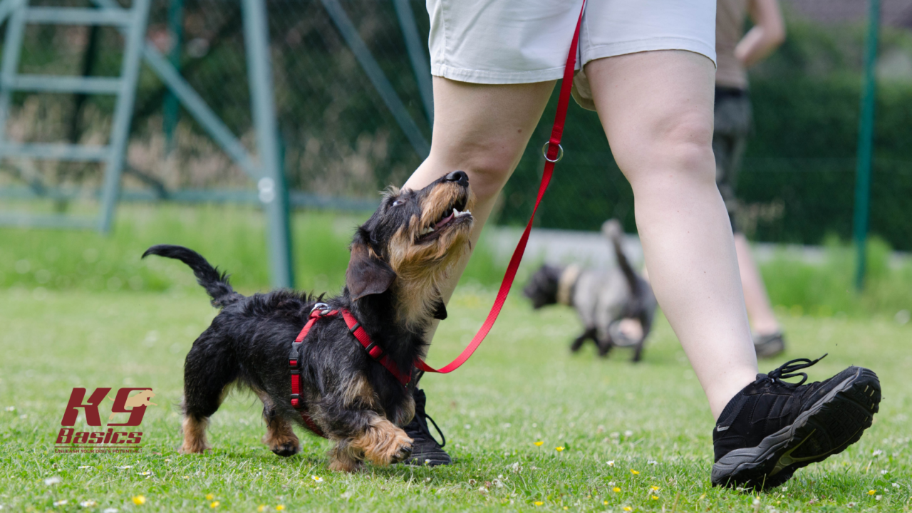 Trick Training for Dogs