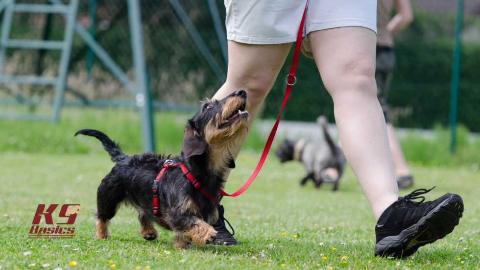 Trick Training for Dogs