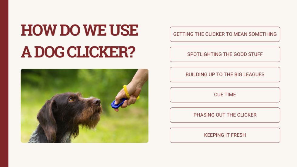 Clicker Training 101: Using Sound to Shape Dog Behavior