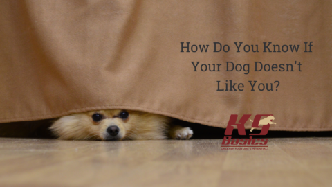 How Do You Know if Your Dog Doesn't Like You?