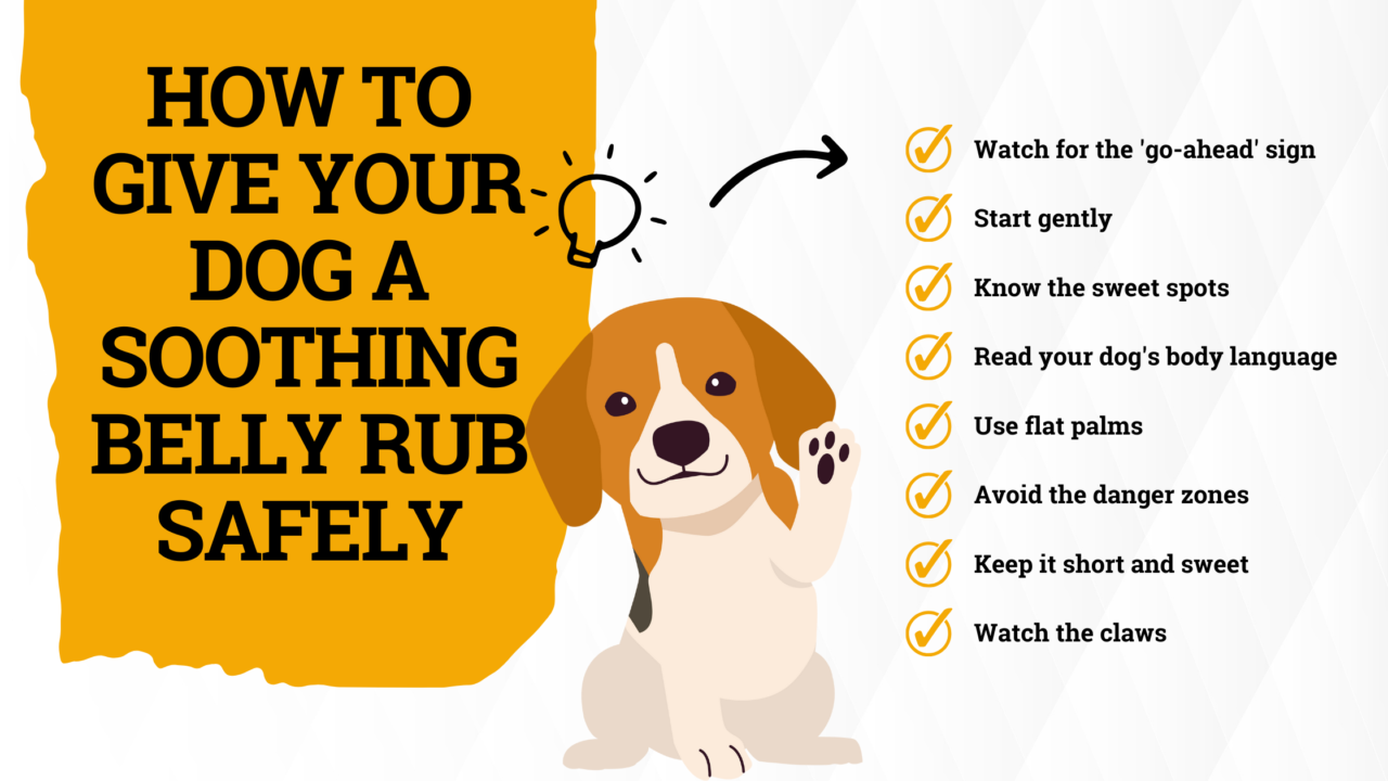What Does It Mean When a Dog Shows Their Belly?