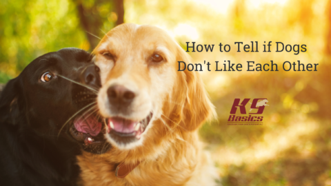 How to Tell if Dogs Don't Like Each Other