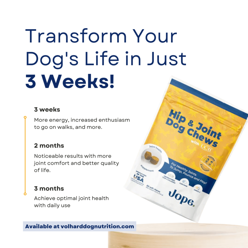 New Jersey Dog Training and Off-Leash Control - K9 Basics