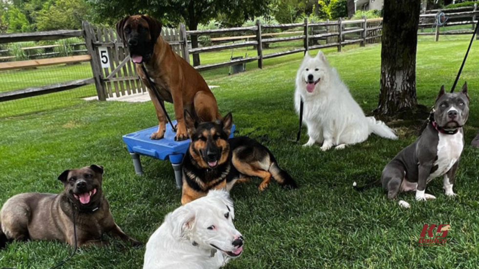 K9 Basics Is New Jersey's Premier Dog Training Facility