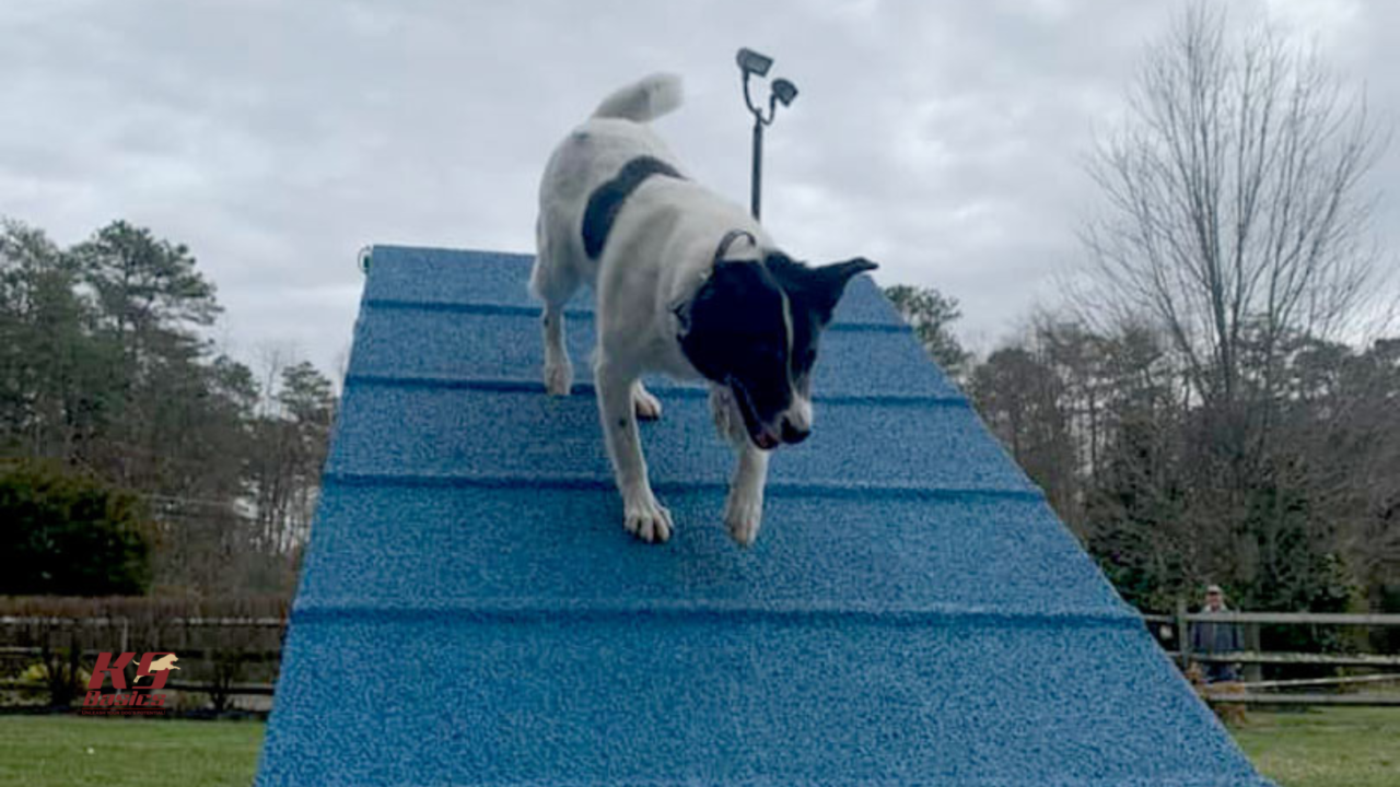 K9 Basics Is New Jersey's Premier Dog Training Facility