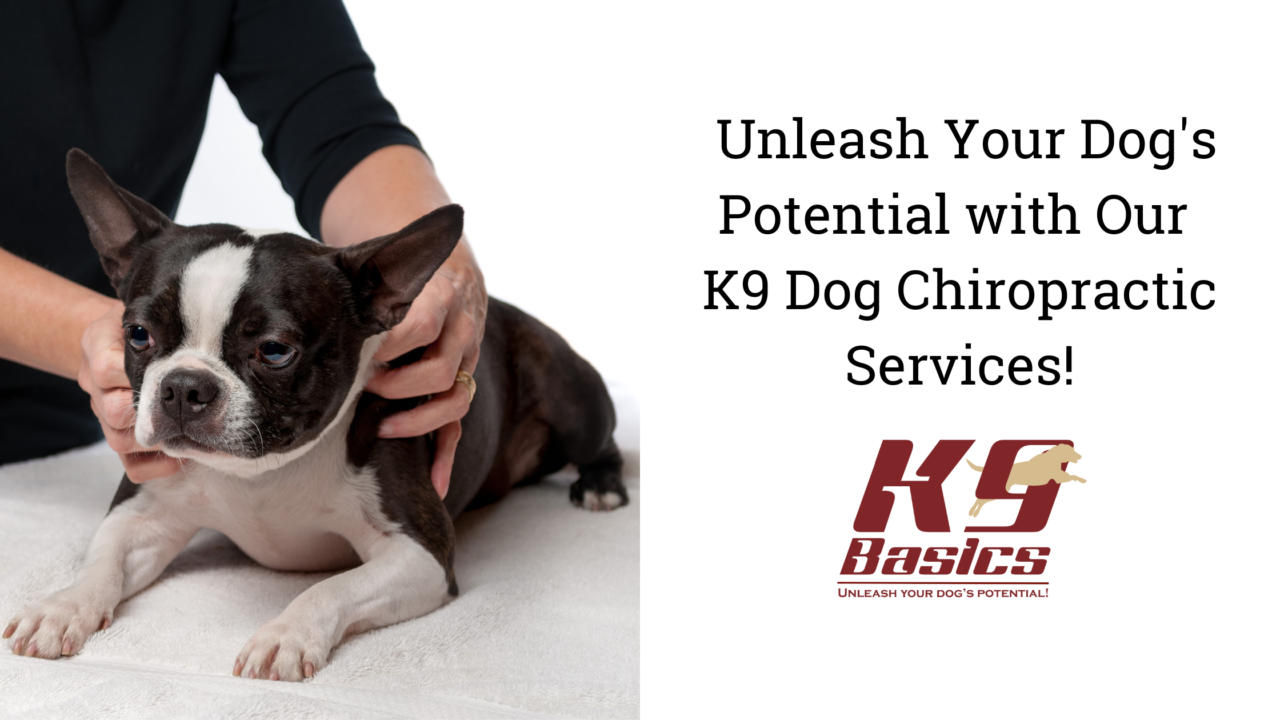 Learn All About K9's Dog Chiropractic Services!