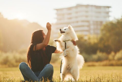 9 Ways to Calm a Sexually Excited Dog