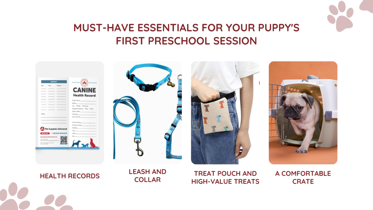 How K9 Basics Shapes Future Canine Behavior