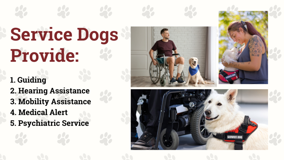 3 Differences between Emotional Support Dogs and Service Dogs