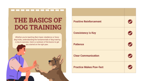 Trick Training for Dogs