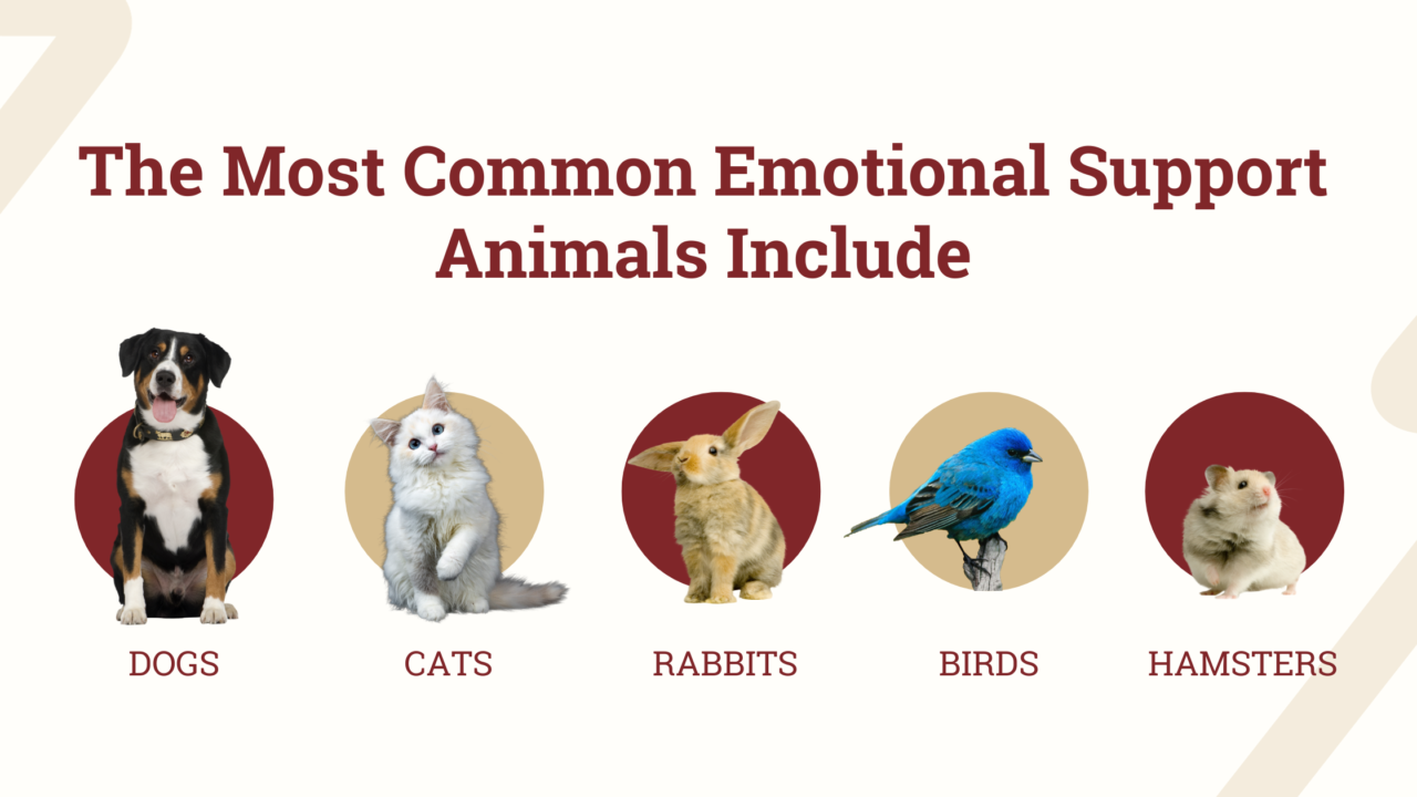 3 Differences between Emotional Support Dogs and Service Dogs