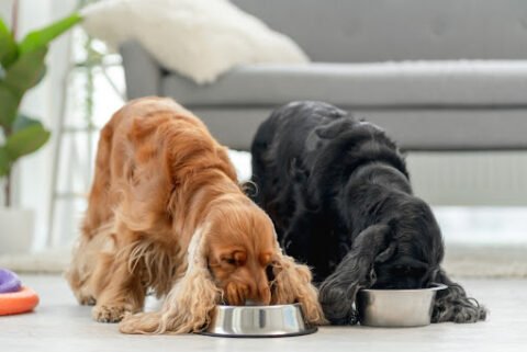 How to Tell if Dogs Like Each Other